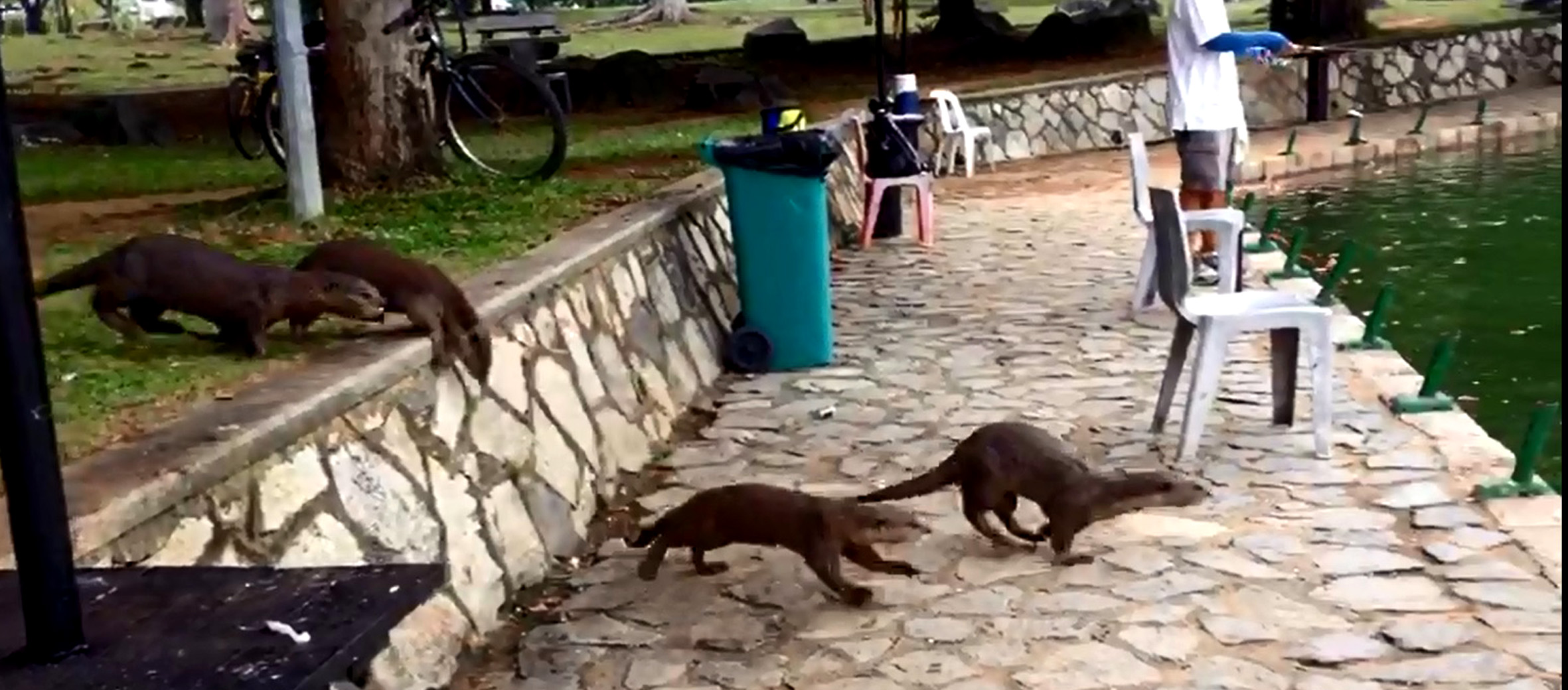 Otters raid fishing pond at Pasir Ris Park | The Straits Times