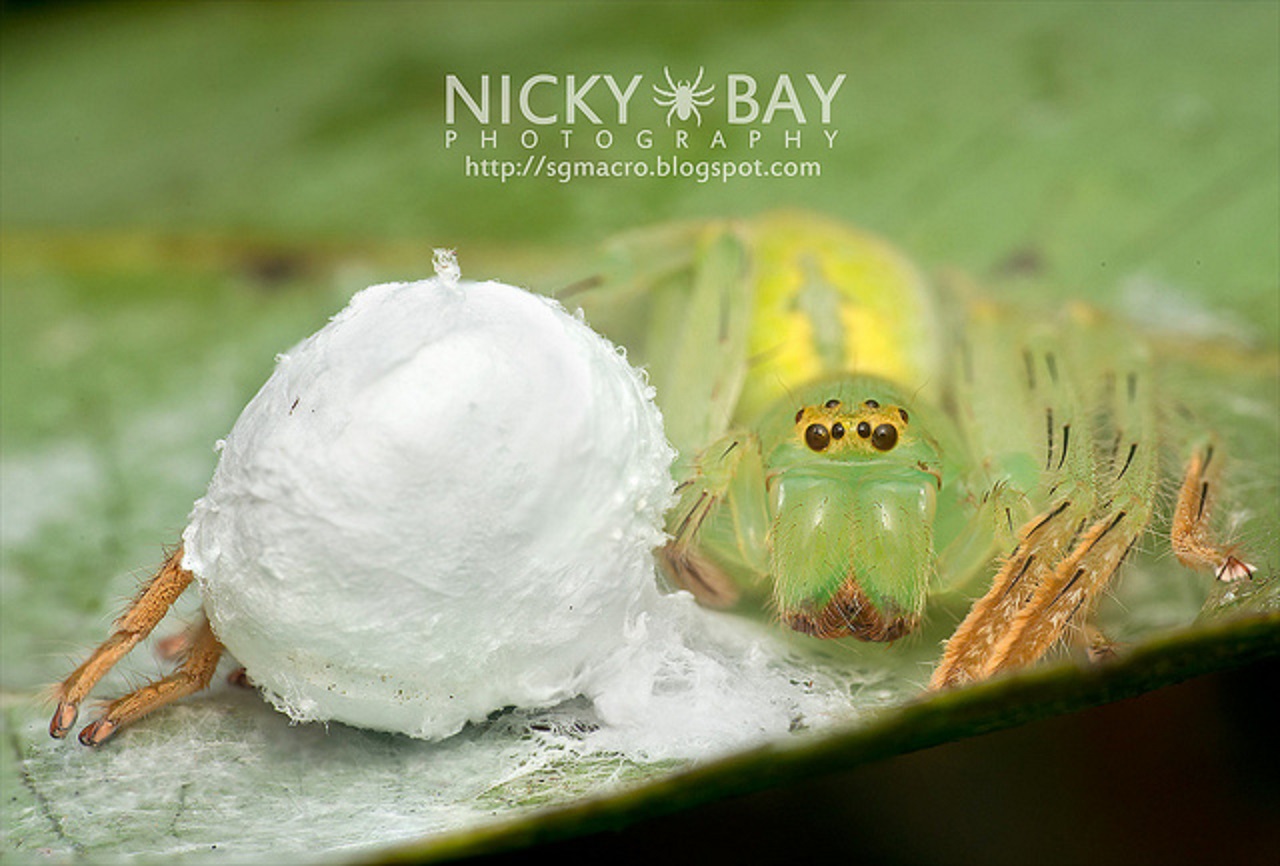 Everyday alien creatures: Singapore photographer's stunning shots of ...