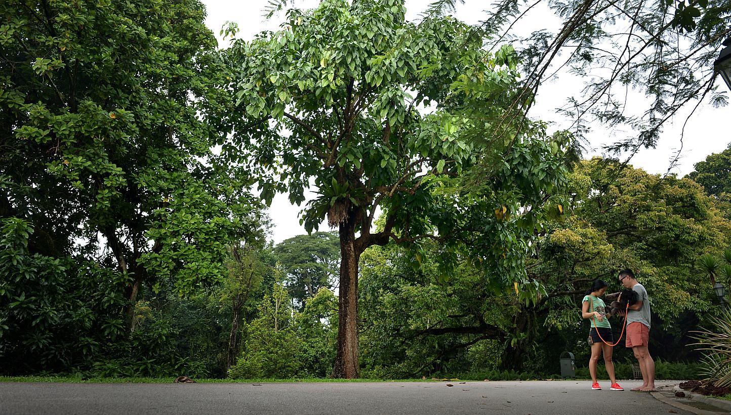 15 more trees here given heritage status | The Straits Times