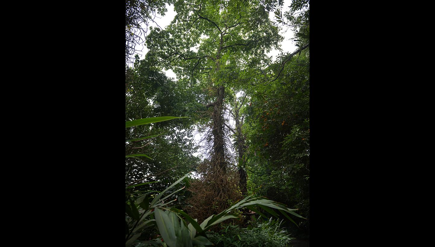 15 more trees here given heritage status | The Straits Times