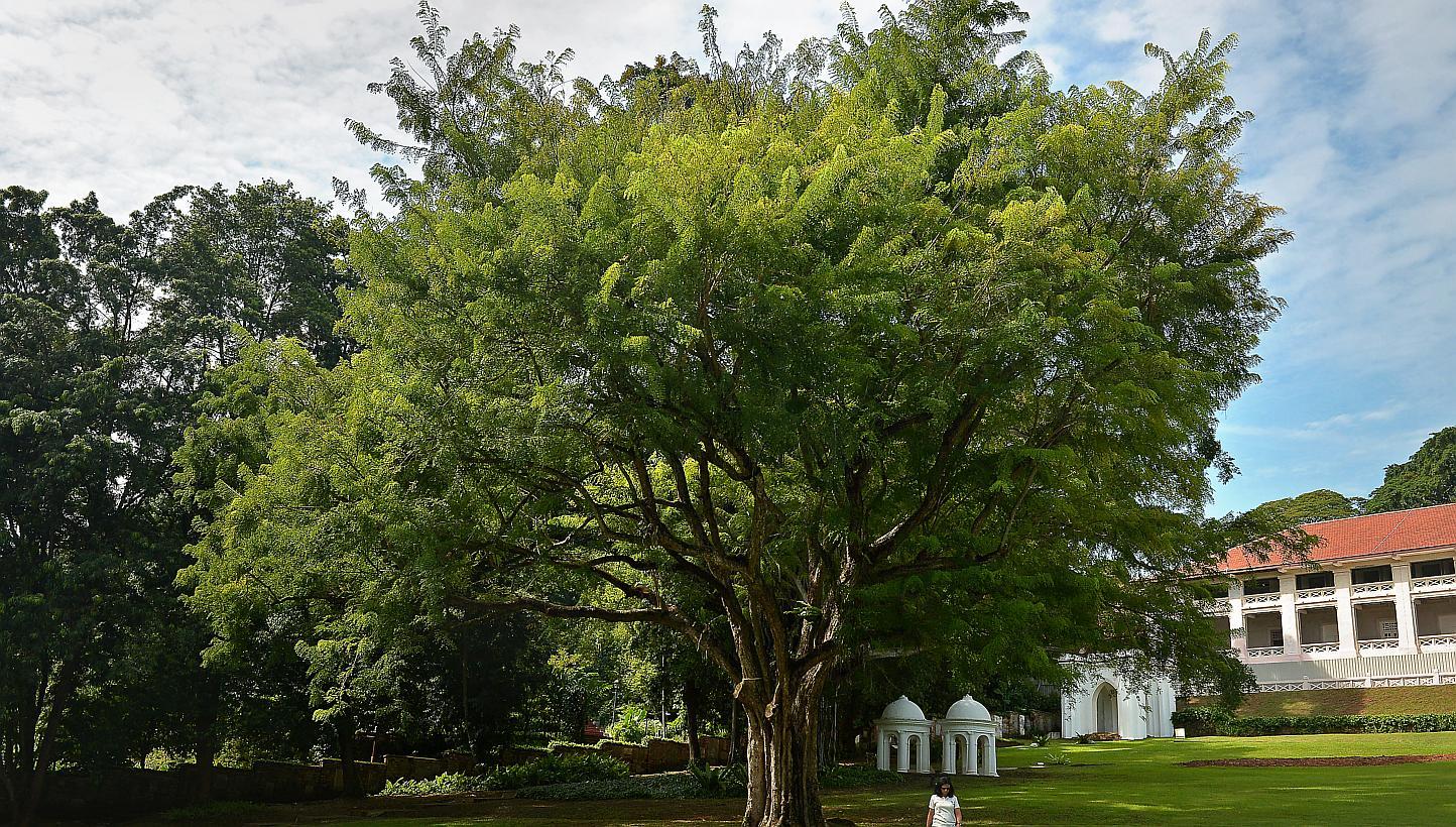 15 more trees here given heritage status | The Straits Times