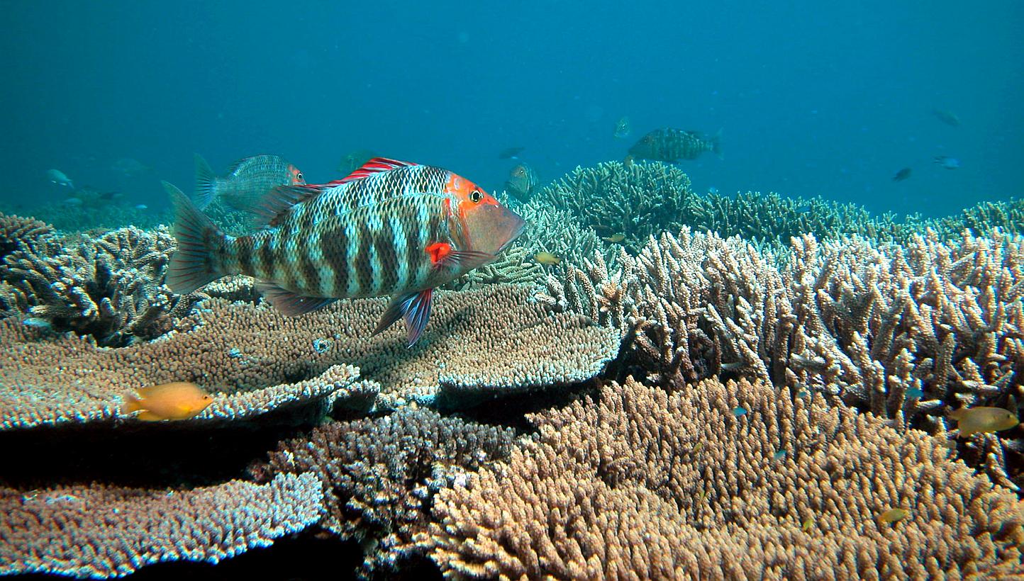 Australia's Barrier Reef risks becoming dumping ground: WWF | The ...