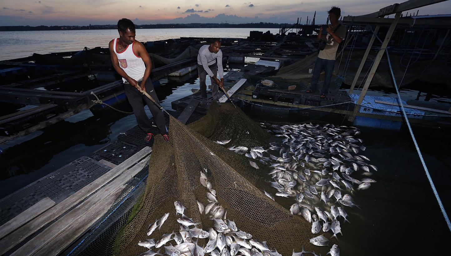 Mass fish deaths overnight hit Changi farmers hard | The Straits Times
