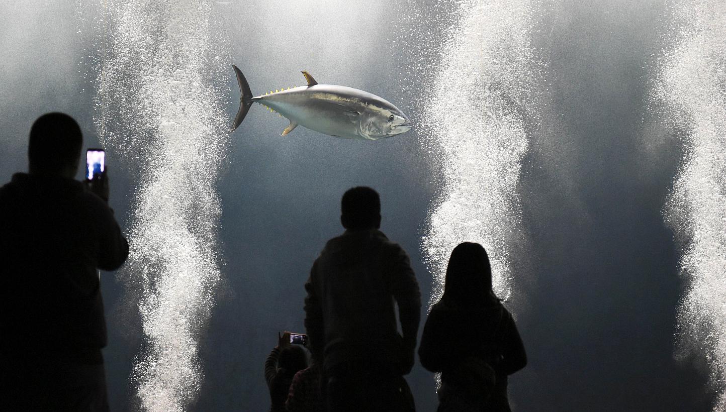 Tokyo aquarium baffled by mystery fish deaths | The Straits Times