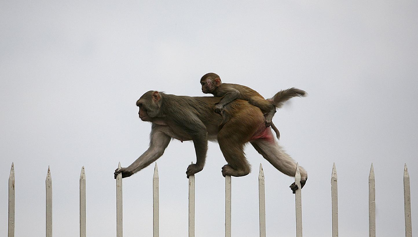Monkey saves electrocuted monkey at India railway station | The Straits ...