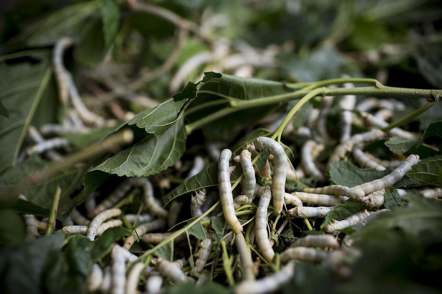 In Pictures: Silk production from sericulture to garment retail | The ...