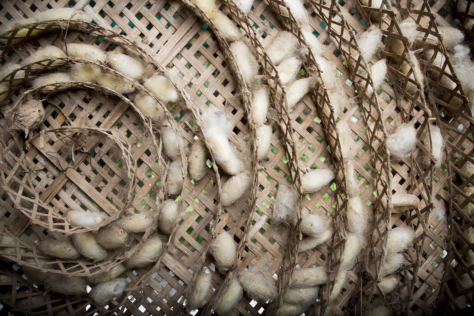 In Pictures: Silk production from sericulture to garment retail | The ...