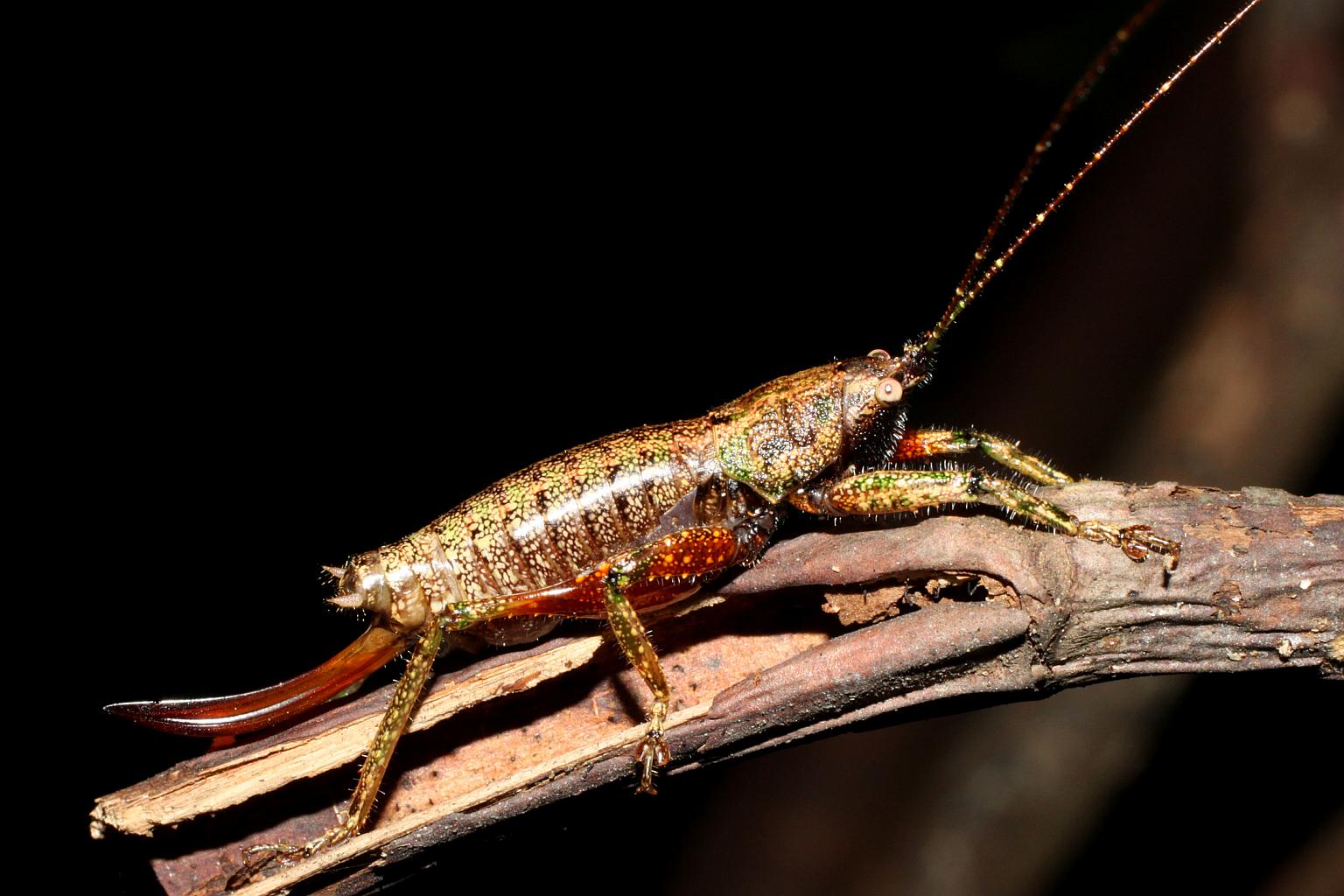 Five species of crickets and their close cousins the katydids ...