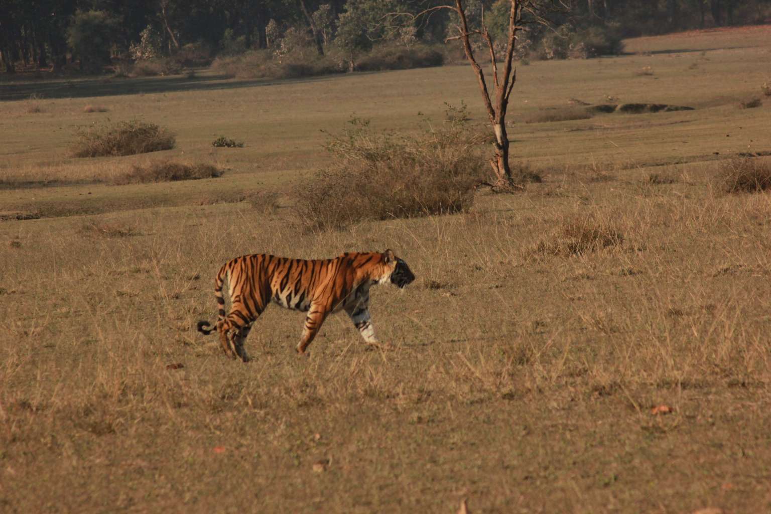 does putin have a tiger