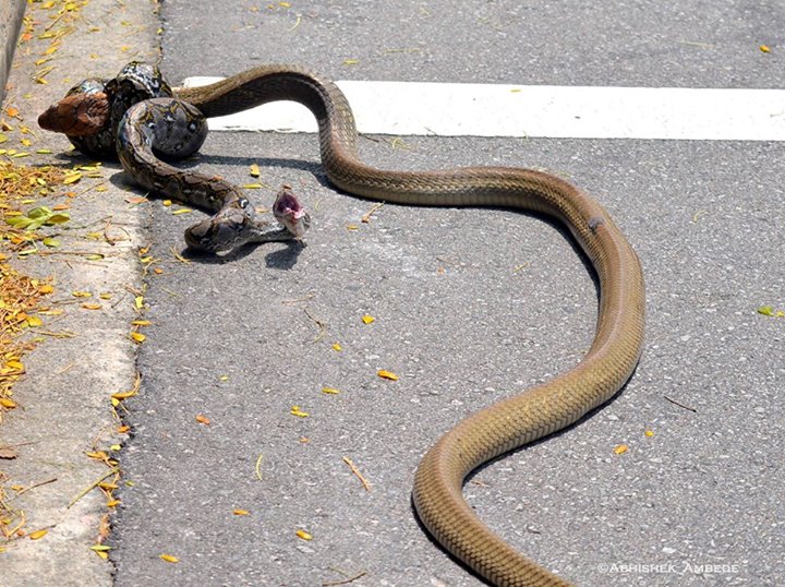 Python versus king cobra in a battle at NTU campus | The Straits Times
