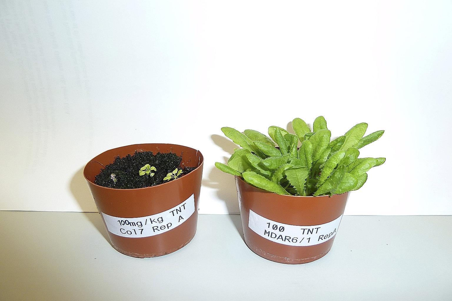 Mutated plants may help clean soil | The Straits Times