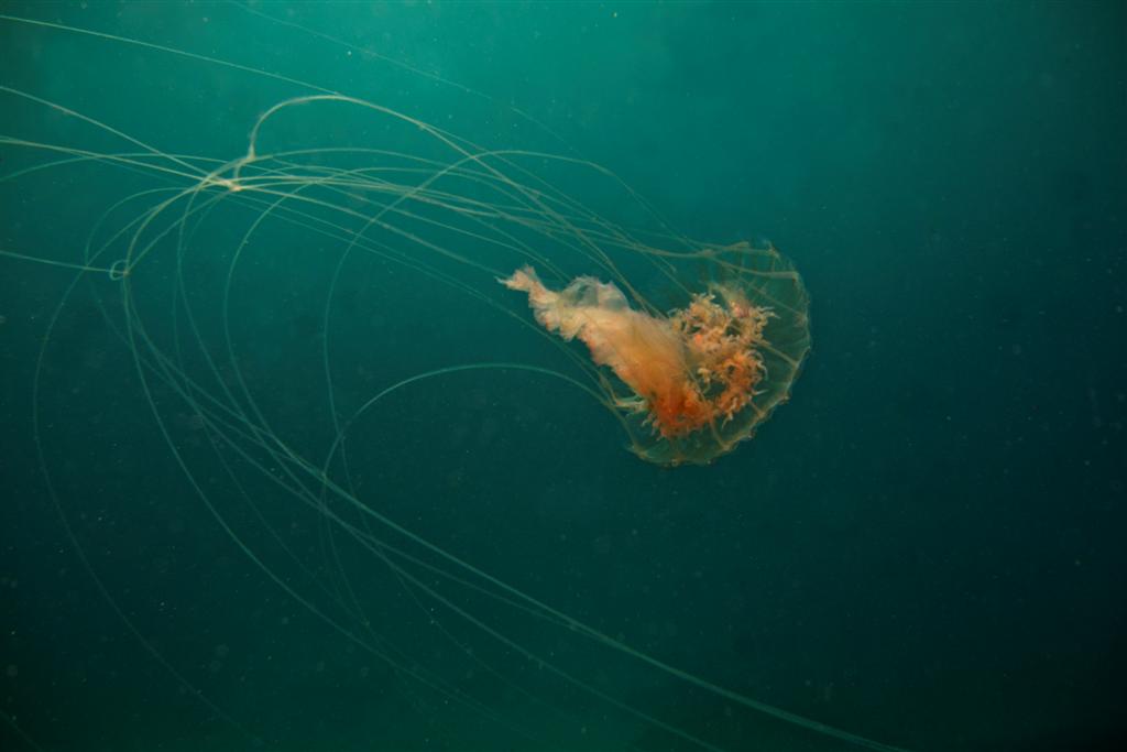 German tourist killed by box jellyfish during night-time swim in ...