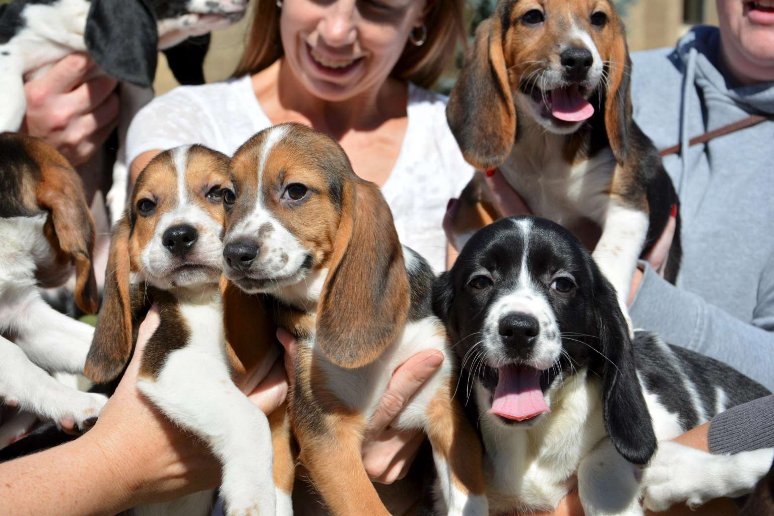 First litter of IVF puppies born in US, marks major leap in wildlife ...