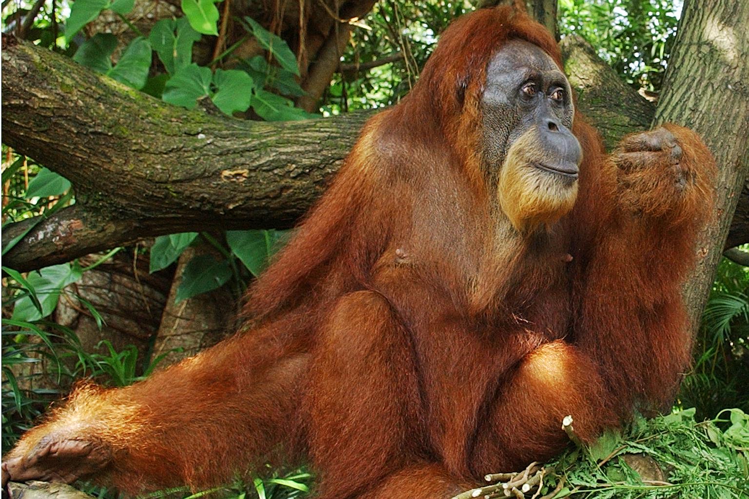 New Ah Meng to be introduced at Safari Zoo Run | The Straits Times