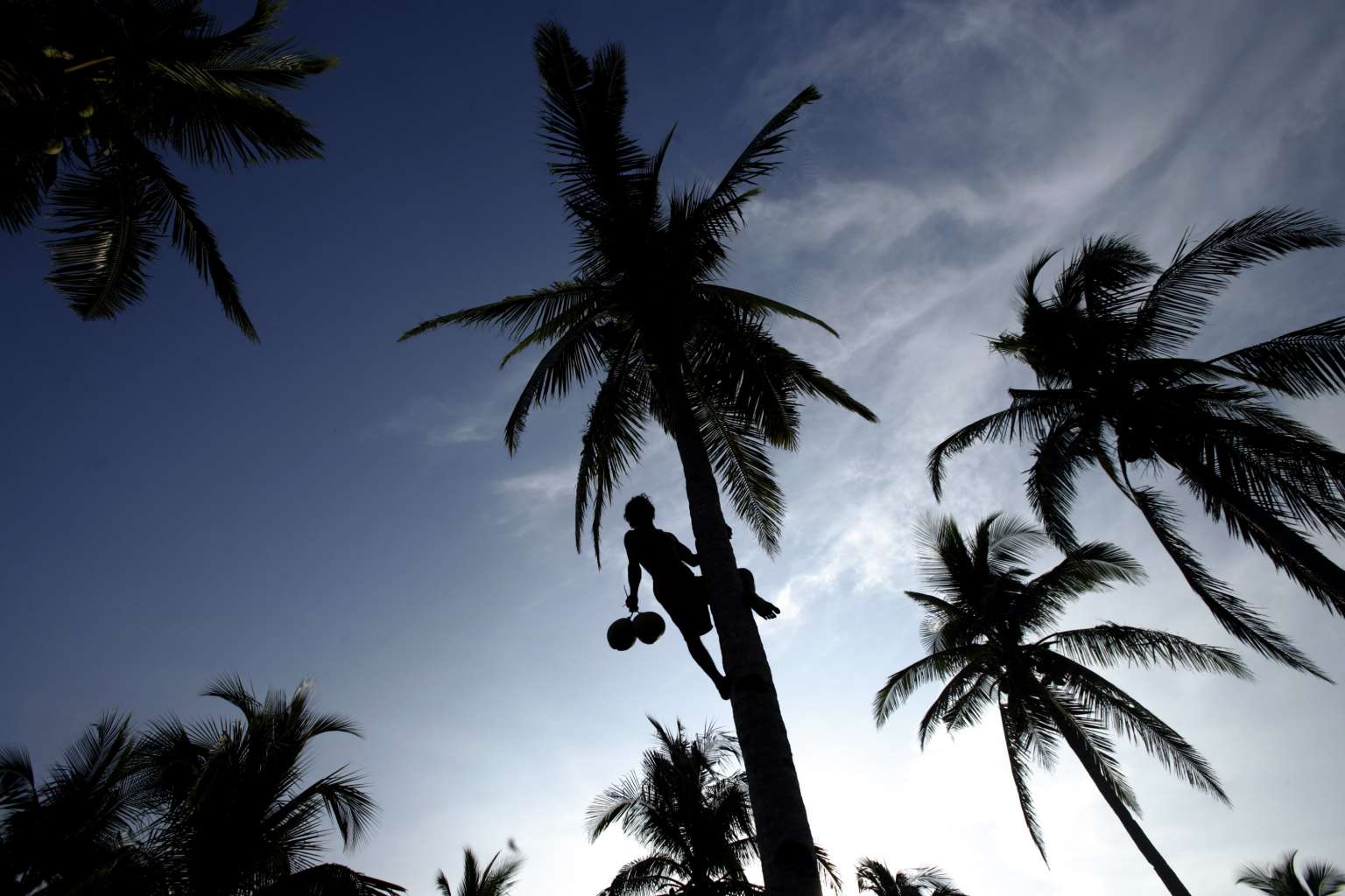 A tree or not a tree? Politicians in India's Goa locked in row over ...