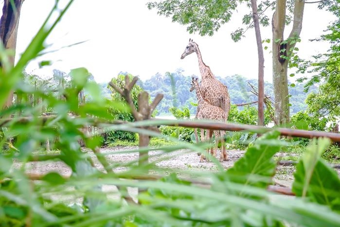 Singapore Zoo's first baby giraffe named Jubilee | The Straits Times