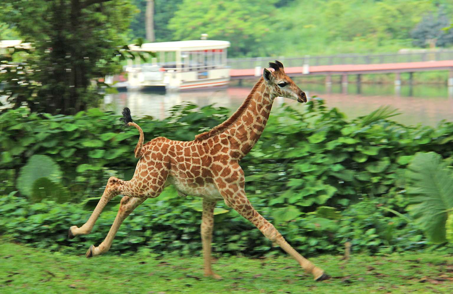 Singapore Zoo's first baby giraffe named Jubilee | The Straits Times