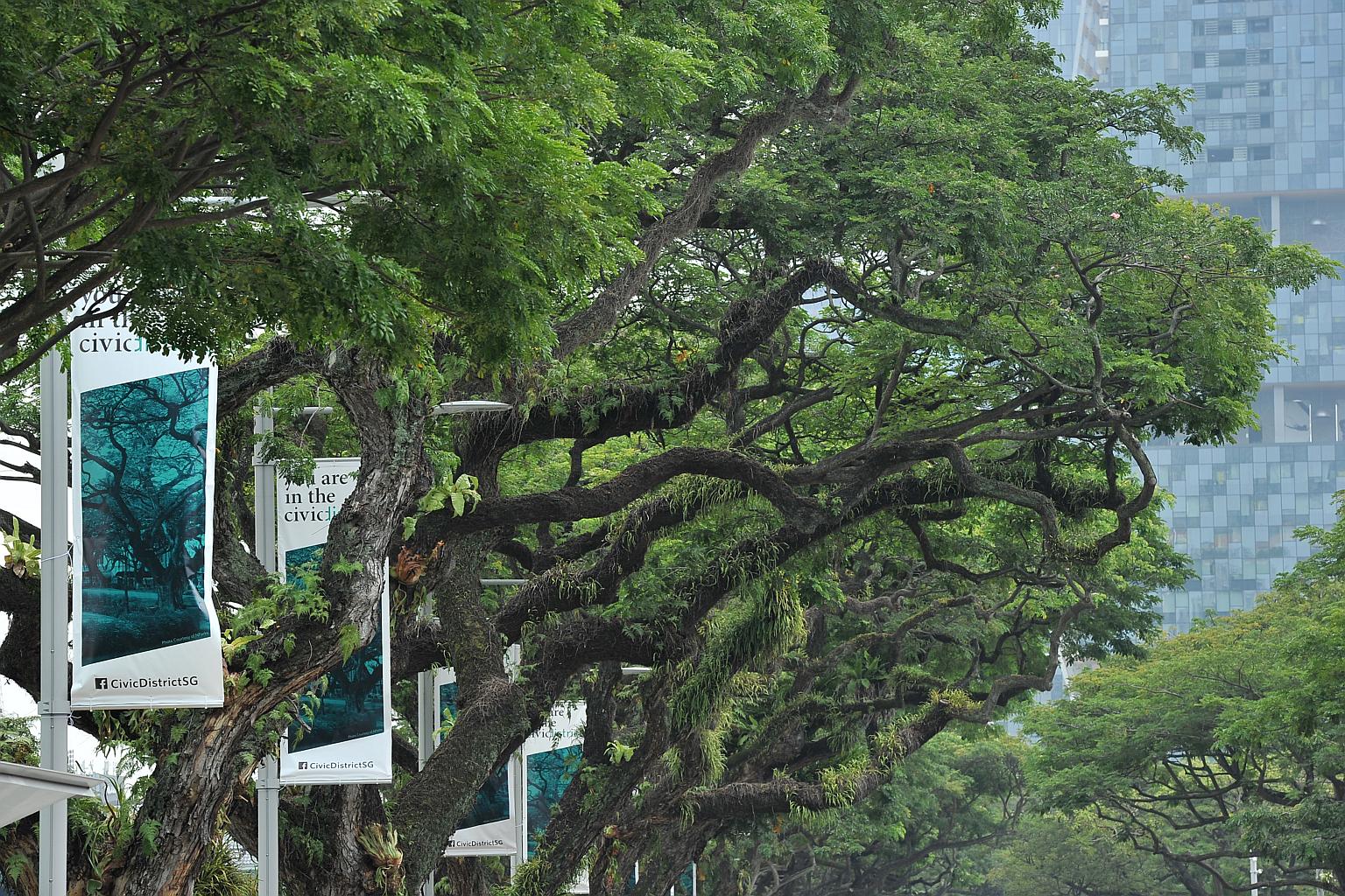 New avenue of 22 heritage rain trees unveiled as part of upcoming civic ...