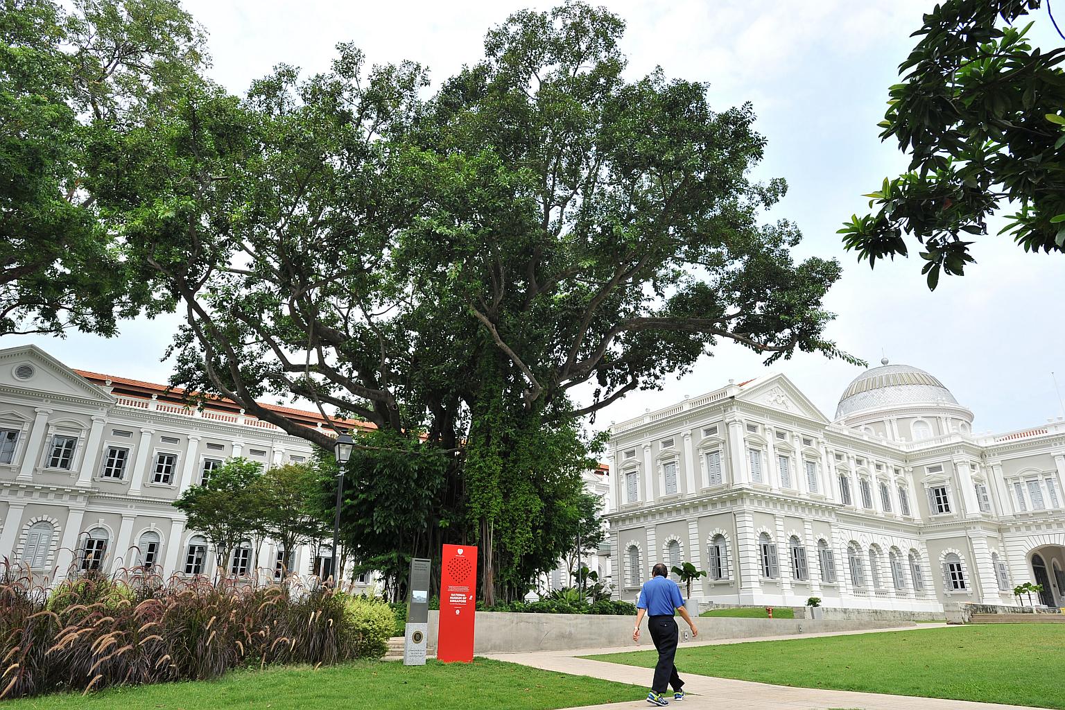New avenue of 22 heritage rain trees unveiled as part of upcoming civic ...