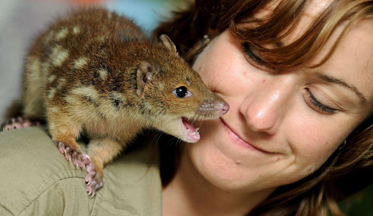 Endangered Australian quoll gets 'toad-smart' to survive | The Straits ...