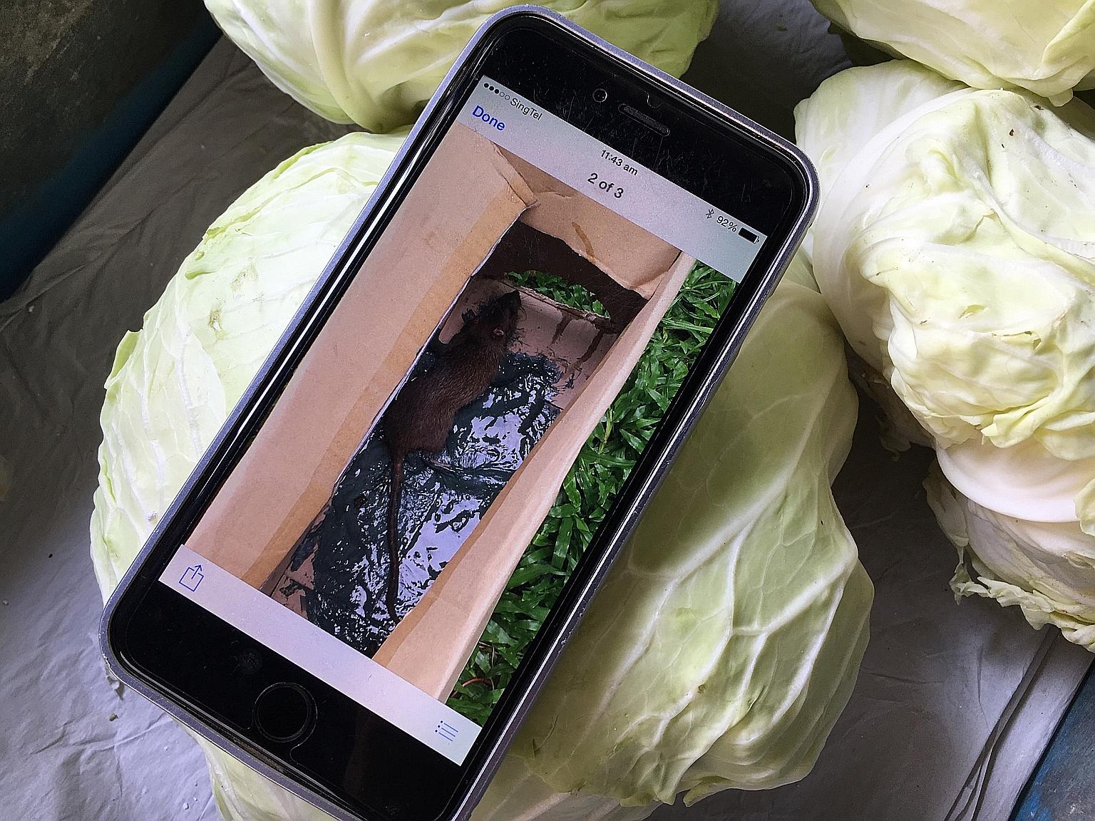 Task force set up to fight rat menace | The Straits Times