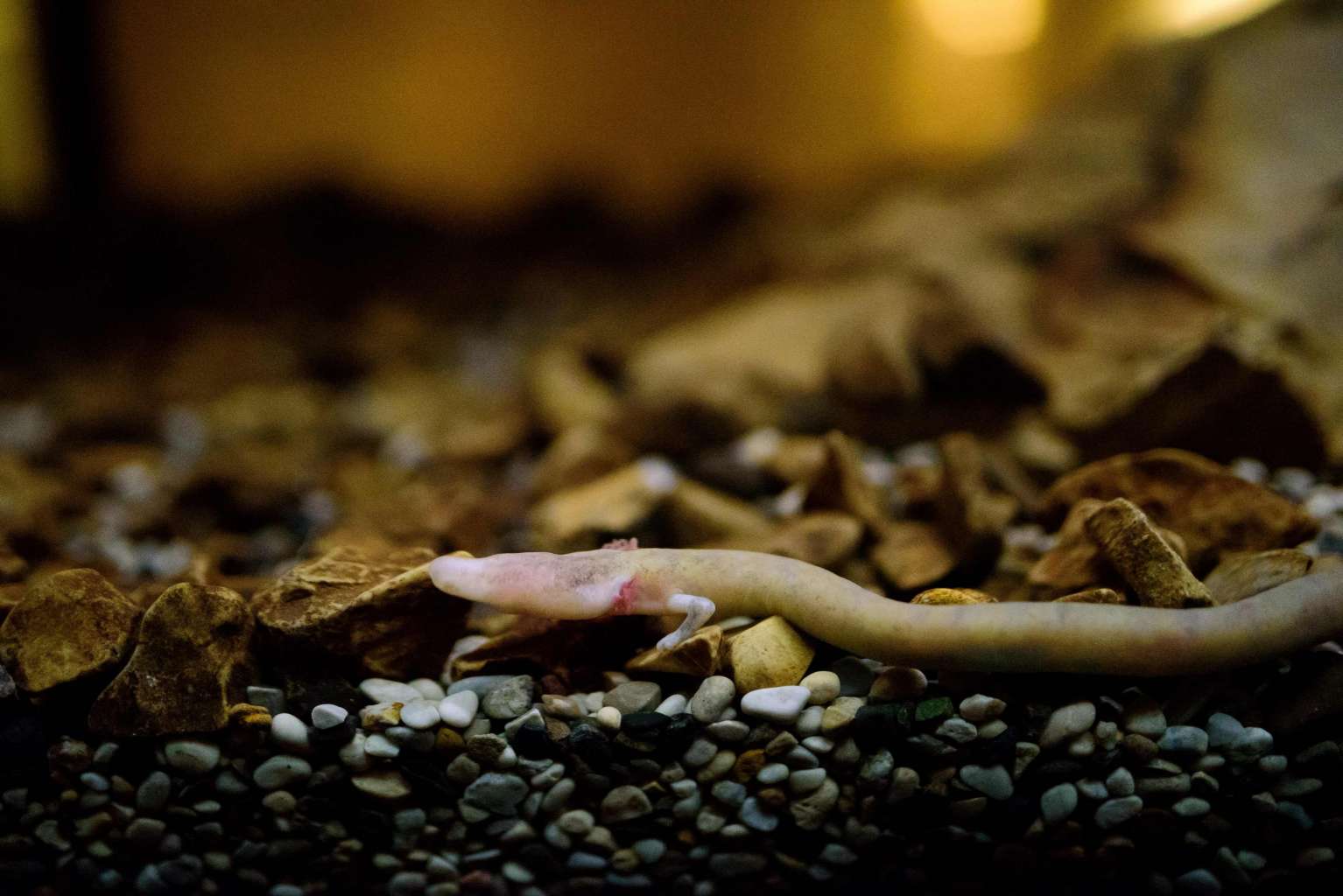 'Baby dragons' hatch in Slovenia: 7 things about the enigmatic olm ...