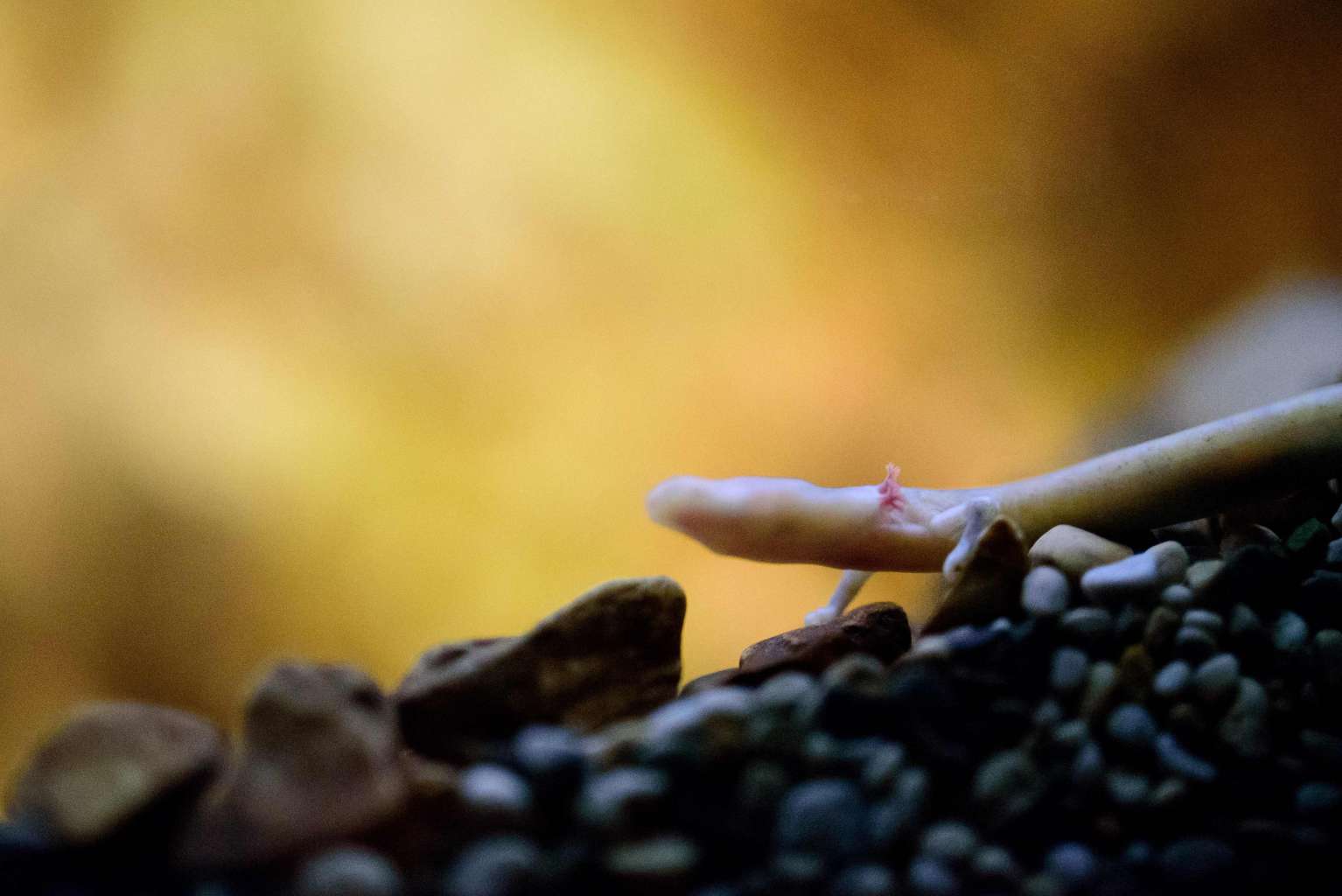 'Baby dragons' hatch in Slovenia: 7 things about the enigmatic olm ...