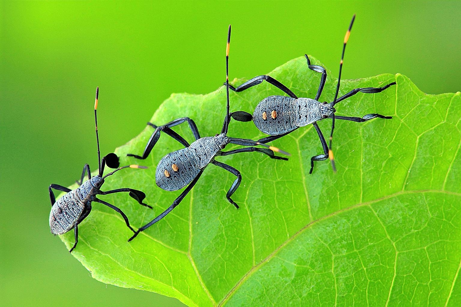 Putting nature back in nature photography | The Straits Times
