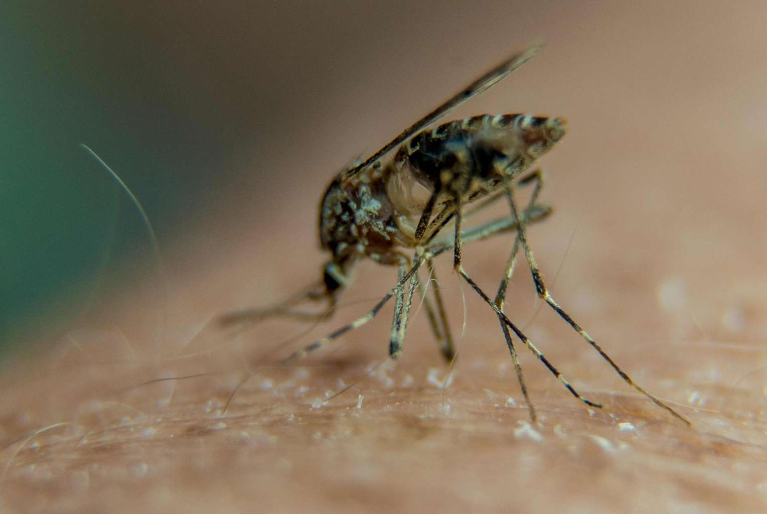 Malaysian Zika patient in Sabah dies from heart-related complications ...