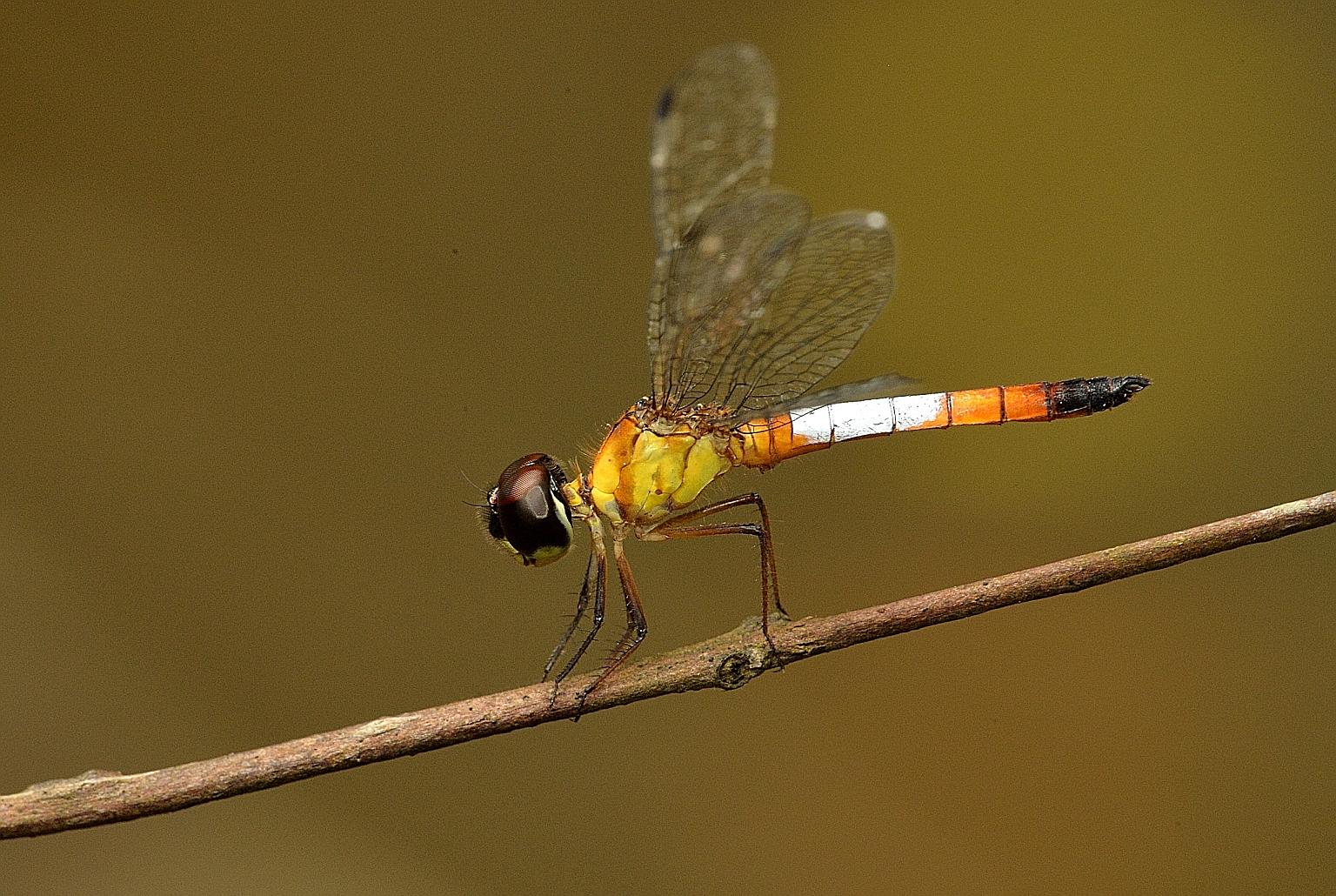 NParks out to conserve 46 local species | The Straits Times