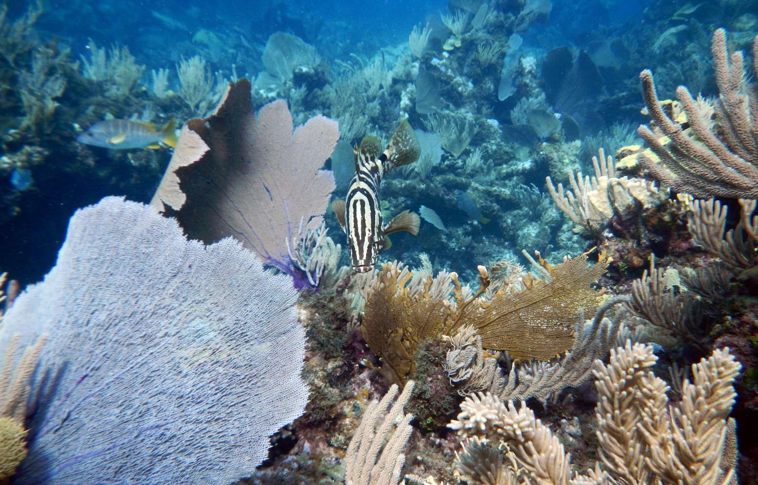 Coral fish become stressed and lose weight if separated from one ...