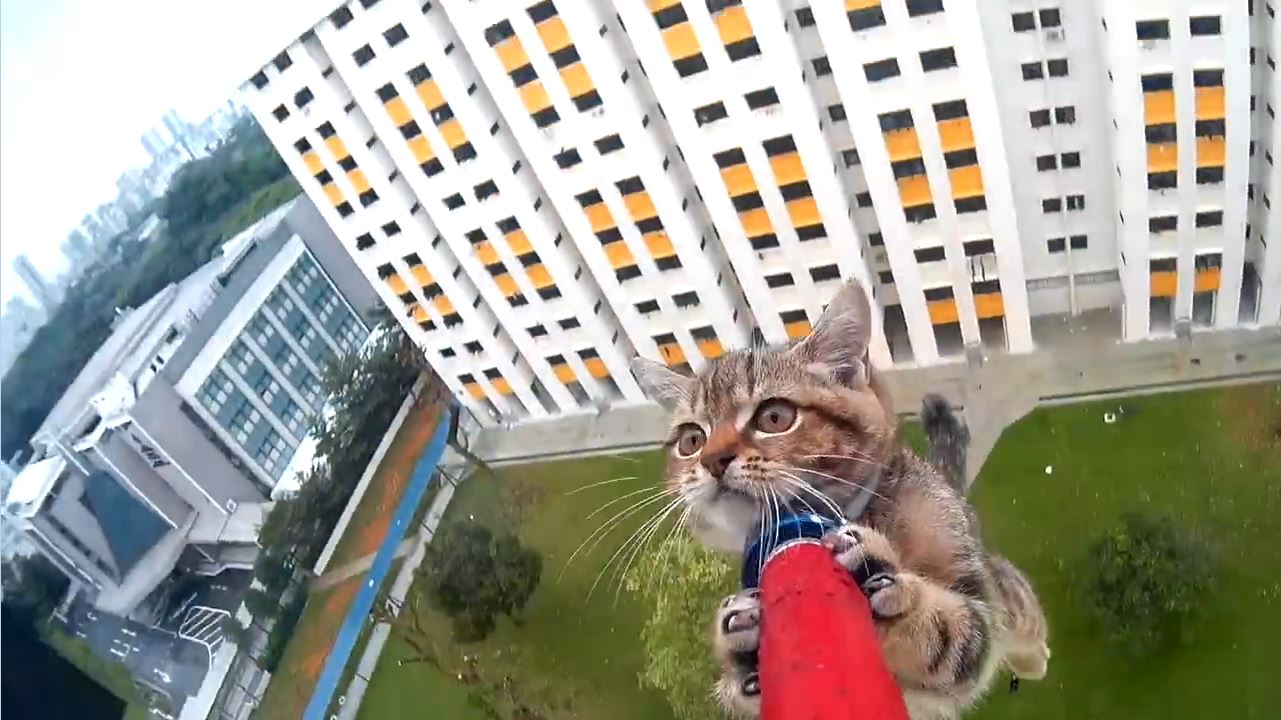 High-rise cat rescue video goes viral as SPCA reminds owners to keep an ...
