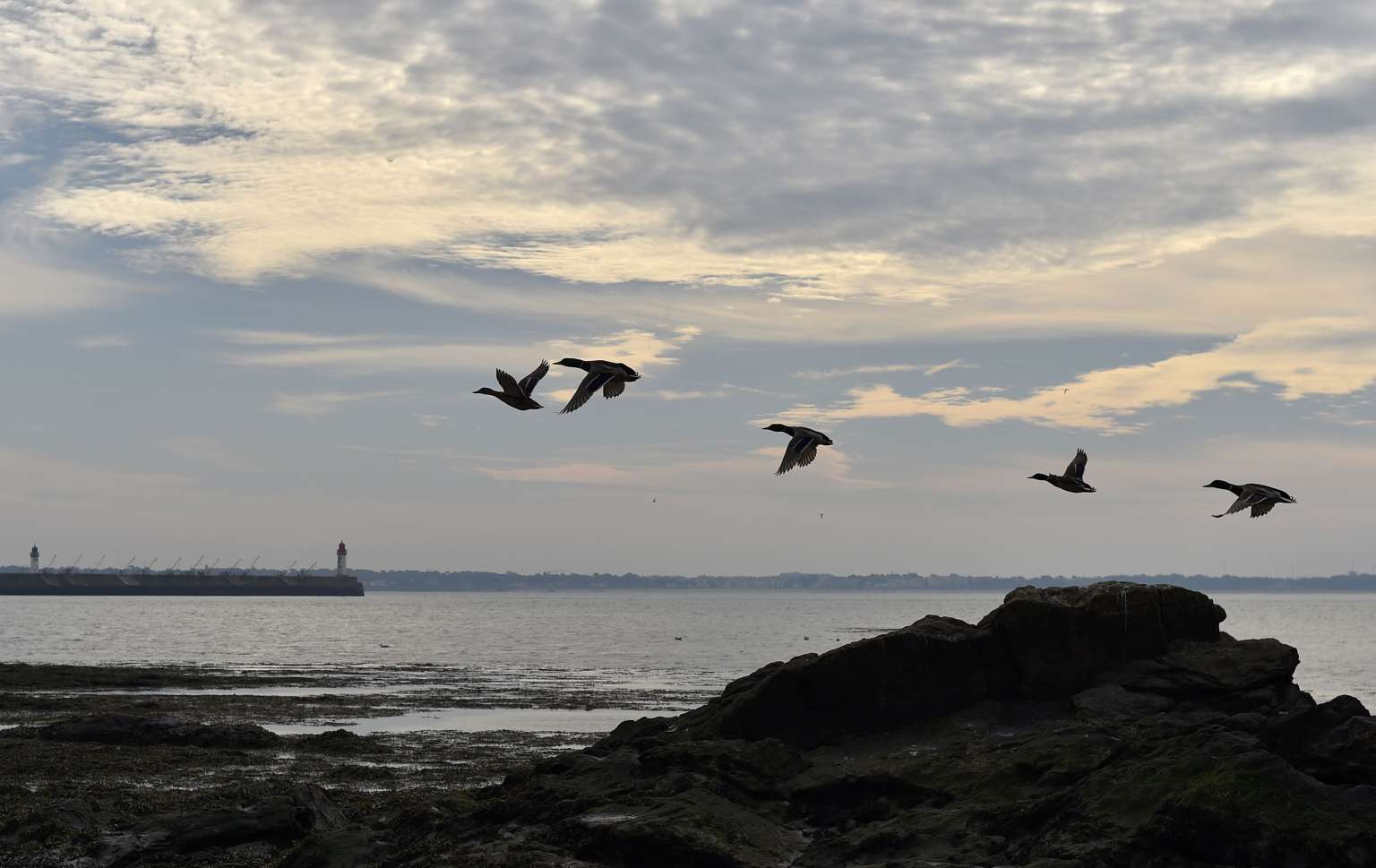 Bird flu found in wild ducks in Northern France: Ministry | The Straits ...