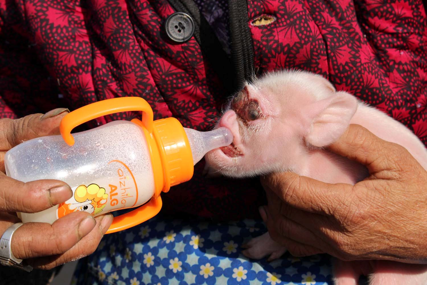 Pig born in China with a face like a monkey has people baffled | The ...