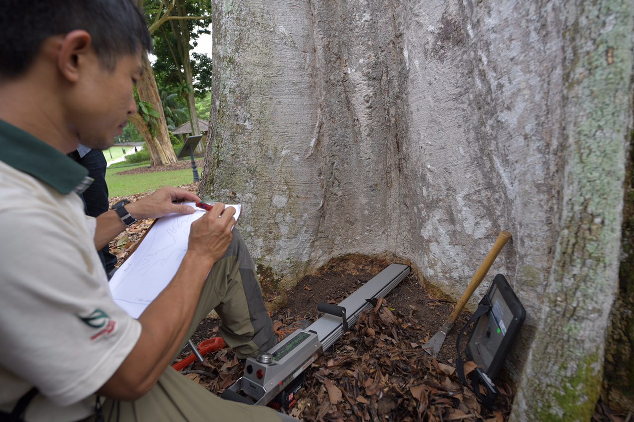 Tree inspection in Singapore in line with global standards: NParks ...
