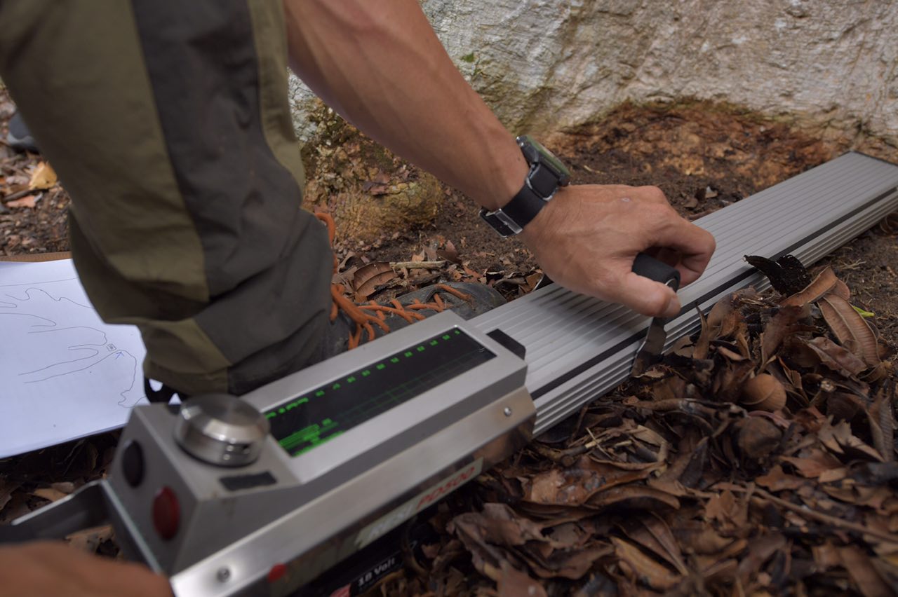 Tree inspection in Singapore in line with global standards: NParks ...