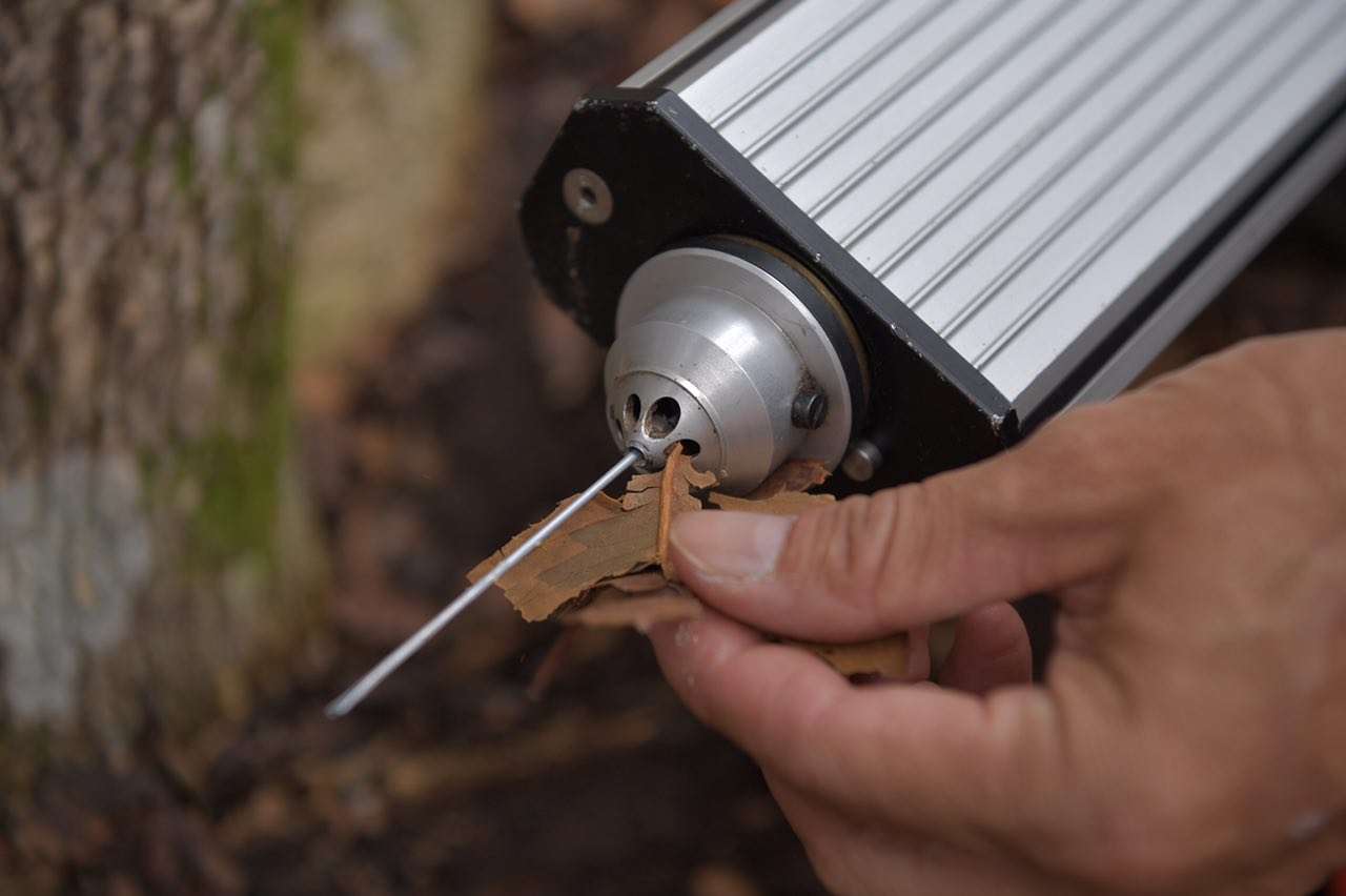 Tree inspection in Singapore in line with global standards: NParks ...
