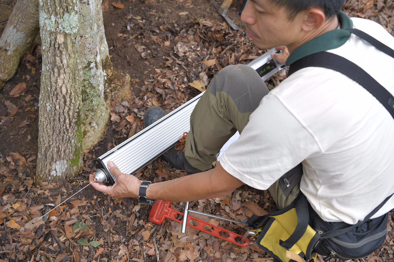Tree inspection in Singapore in line with global standards: NParks ...