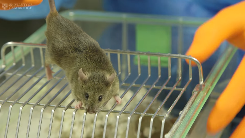 Scientists create first artificial mouse 'embryo' from stem cells | The ...