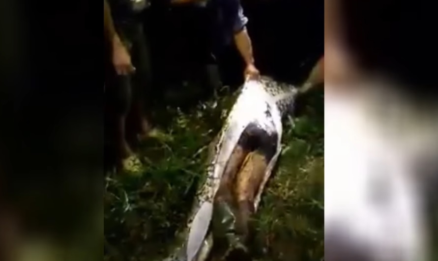 Missing man found dead in belly of 7m-long python in Indonesia: Report ...