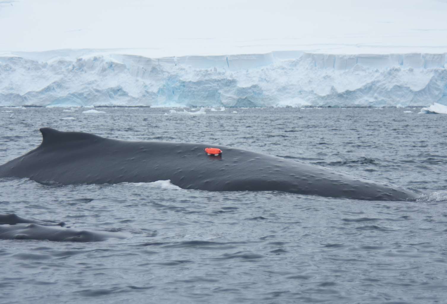 Tiny cameras attached to whales offer new insights into their world: 4 ...