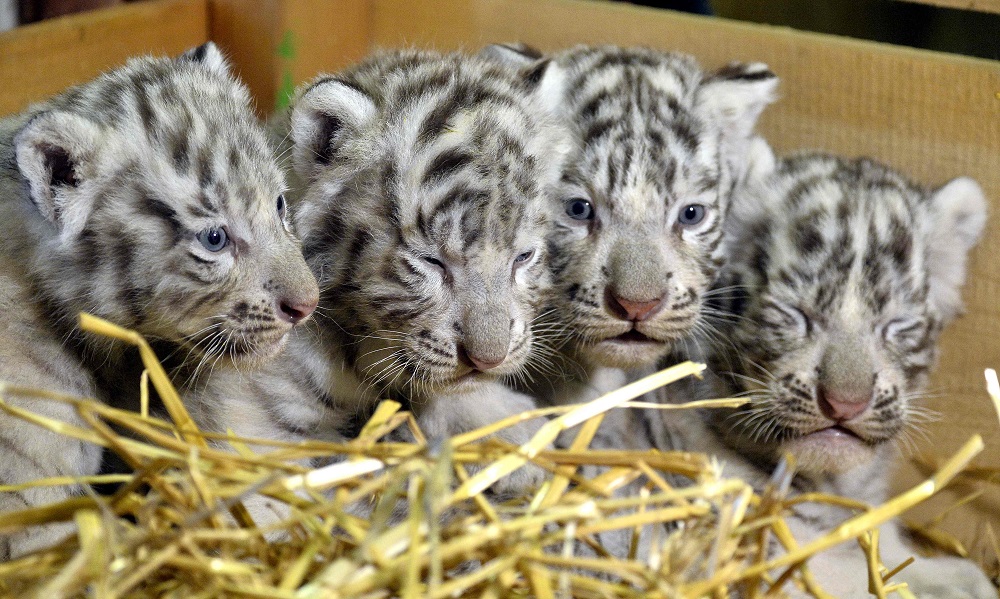 White tiger cubs born in Austrian zoo | The Straits Times