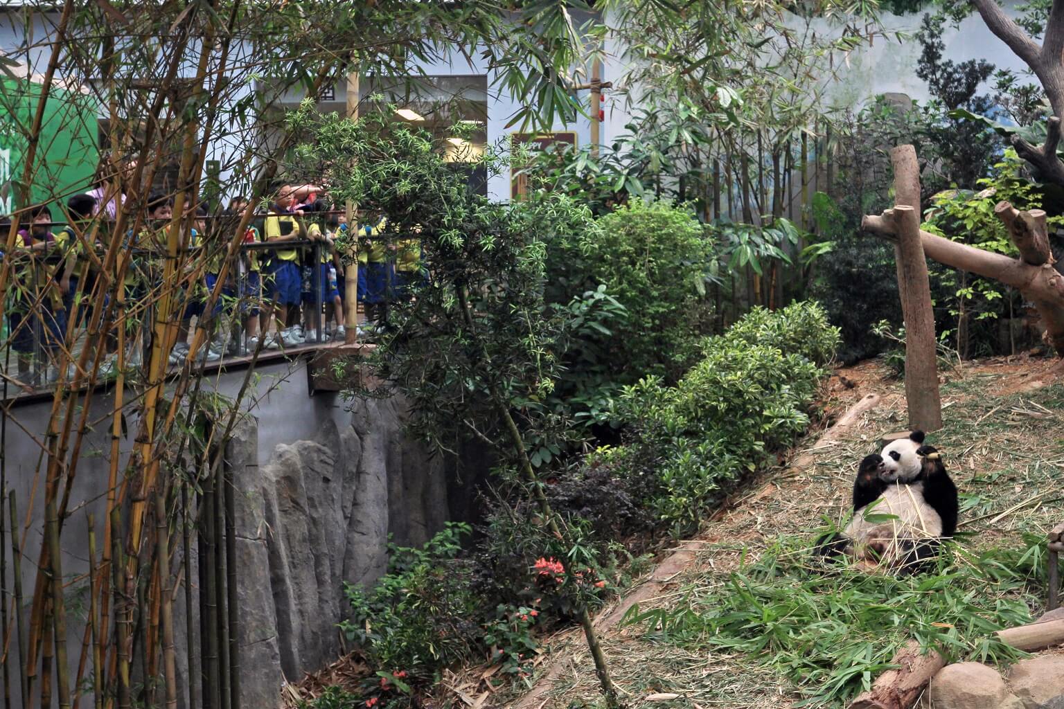 Pre-schoolers get to learn Chinese by visiting pandas Kai Kai and Jia ...