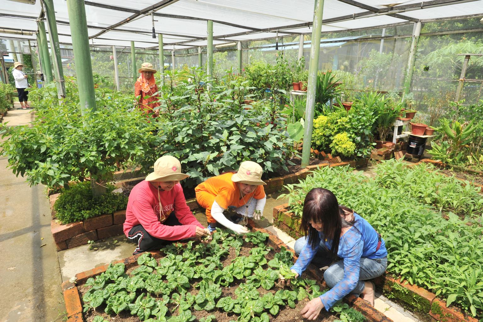 RC concerned over gardener giving medical tips along with herbs: 6 ...