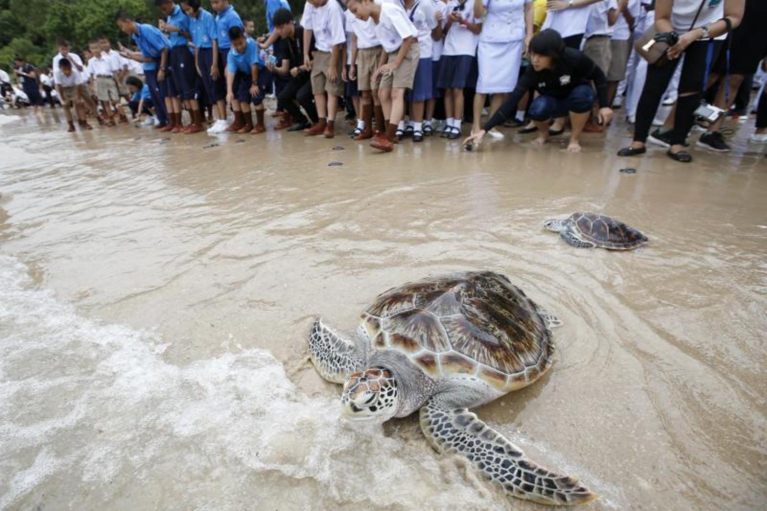 Thais release 1,066 turtles to celebrate new king's birthday | The ...