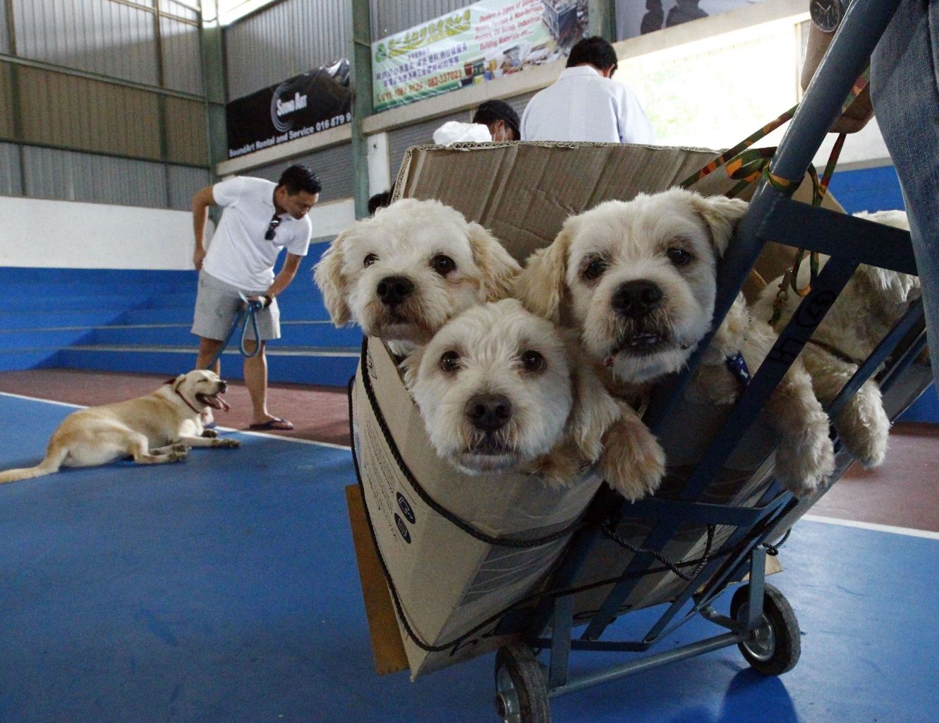 AVA contributes 25,000 doses of vaccine to help Malaysia fight rabies ...