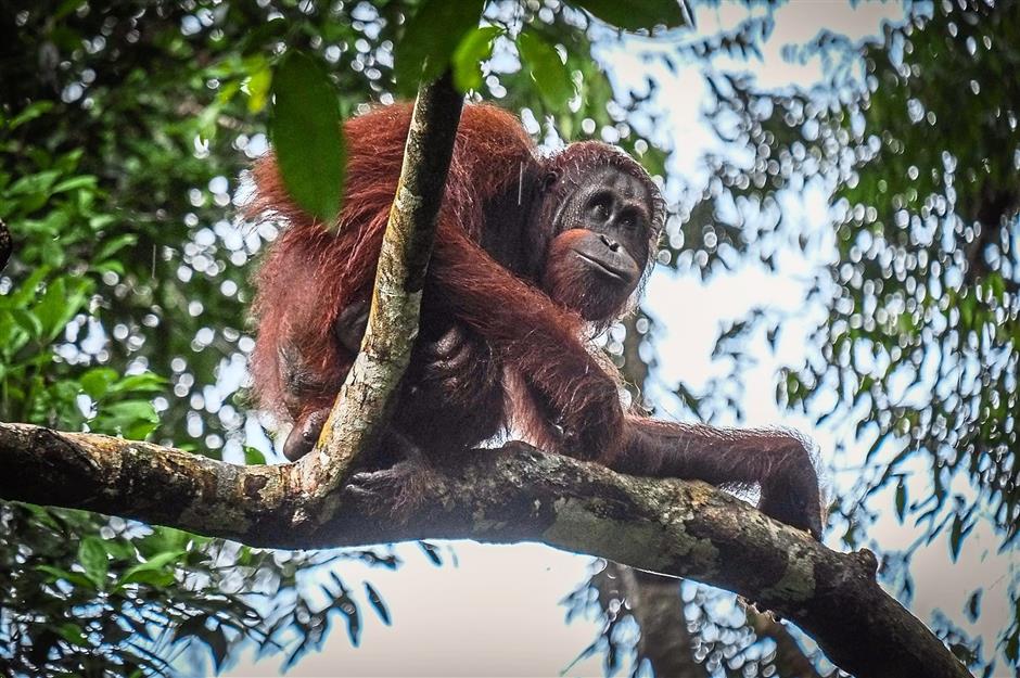 Sarawak beckons with nature, culture, adventure | The Straits Times