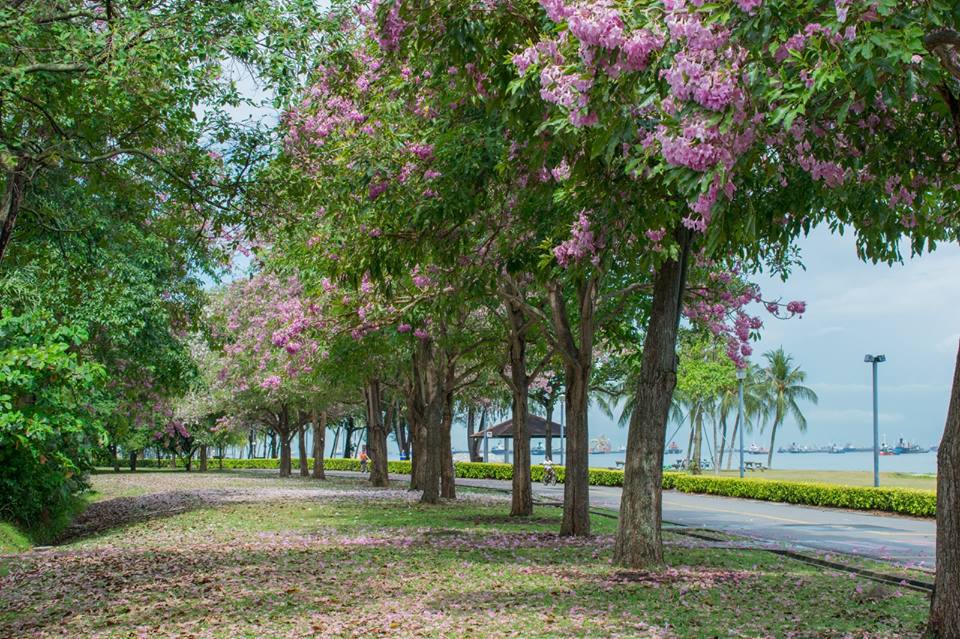 Flowering season in Singapore: NParks rallying netizens to share photos ...
