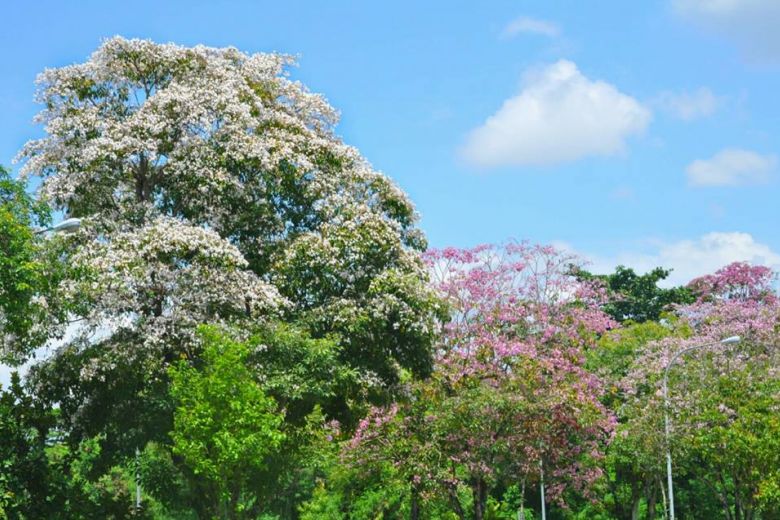 Flowering season in Singapore: NParks rallying netizens to share photos ...