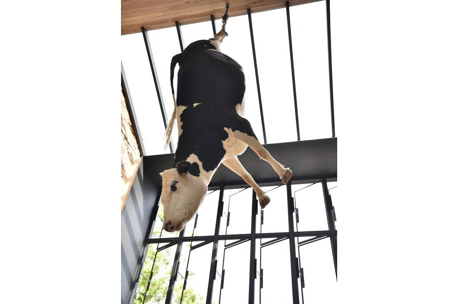 Hanging cow at Australia restaurant sparks controversy | The Straits Times